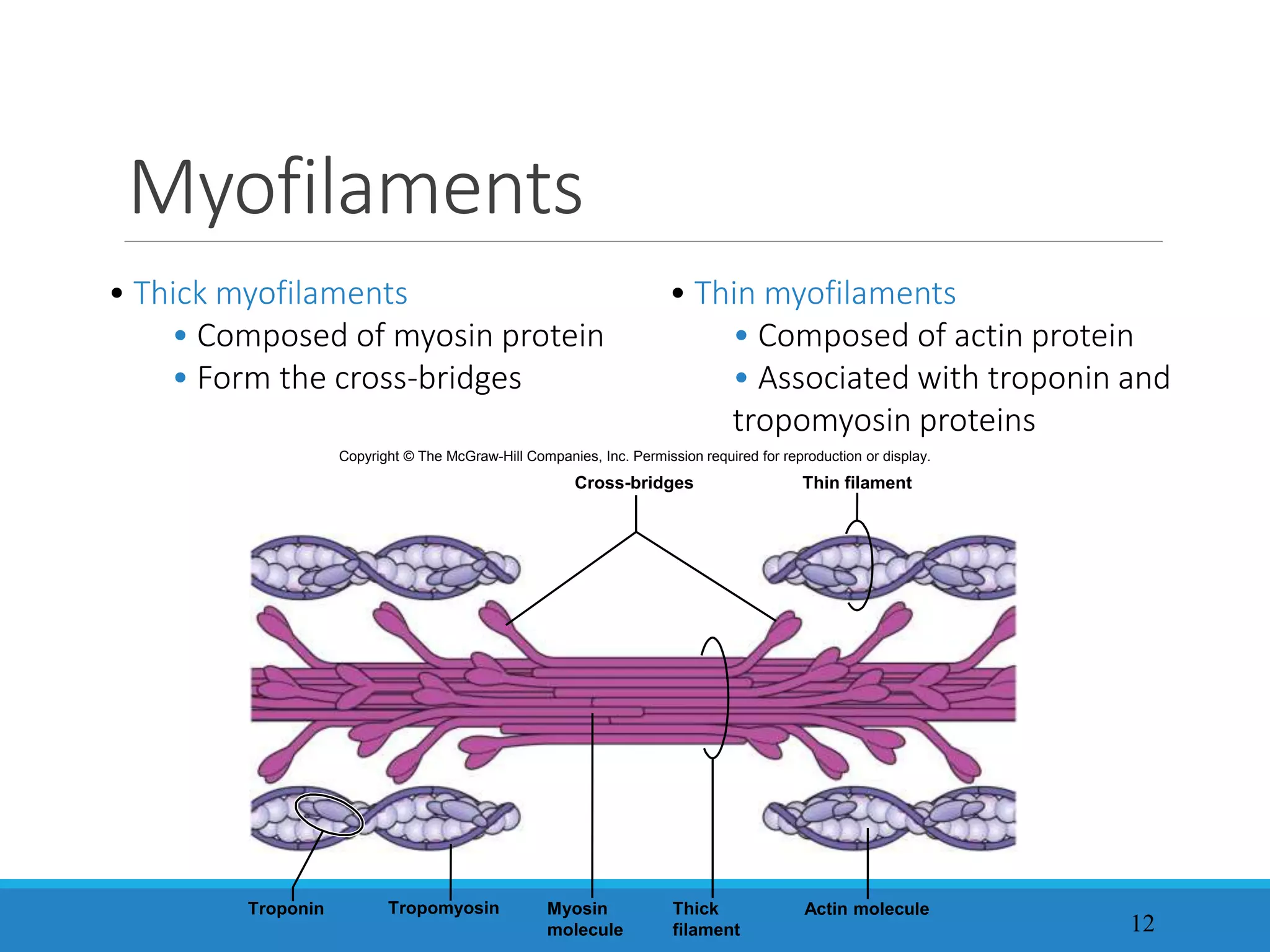 the muscular system.ppt