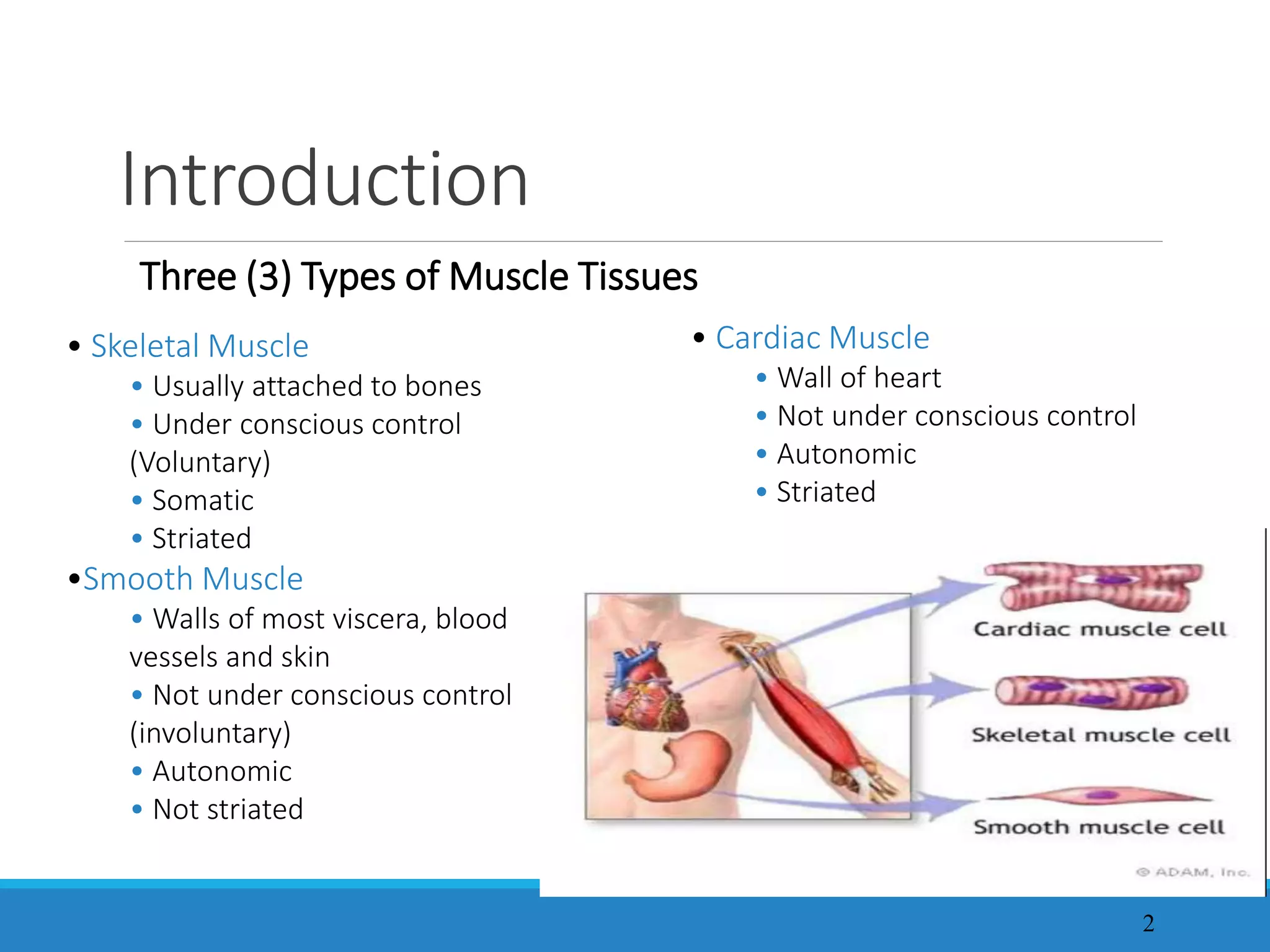 the muscular system.ppt