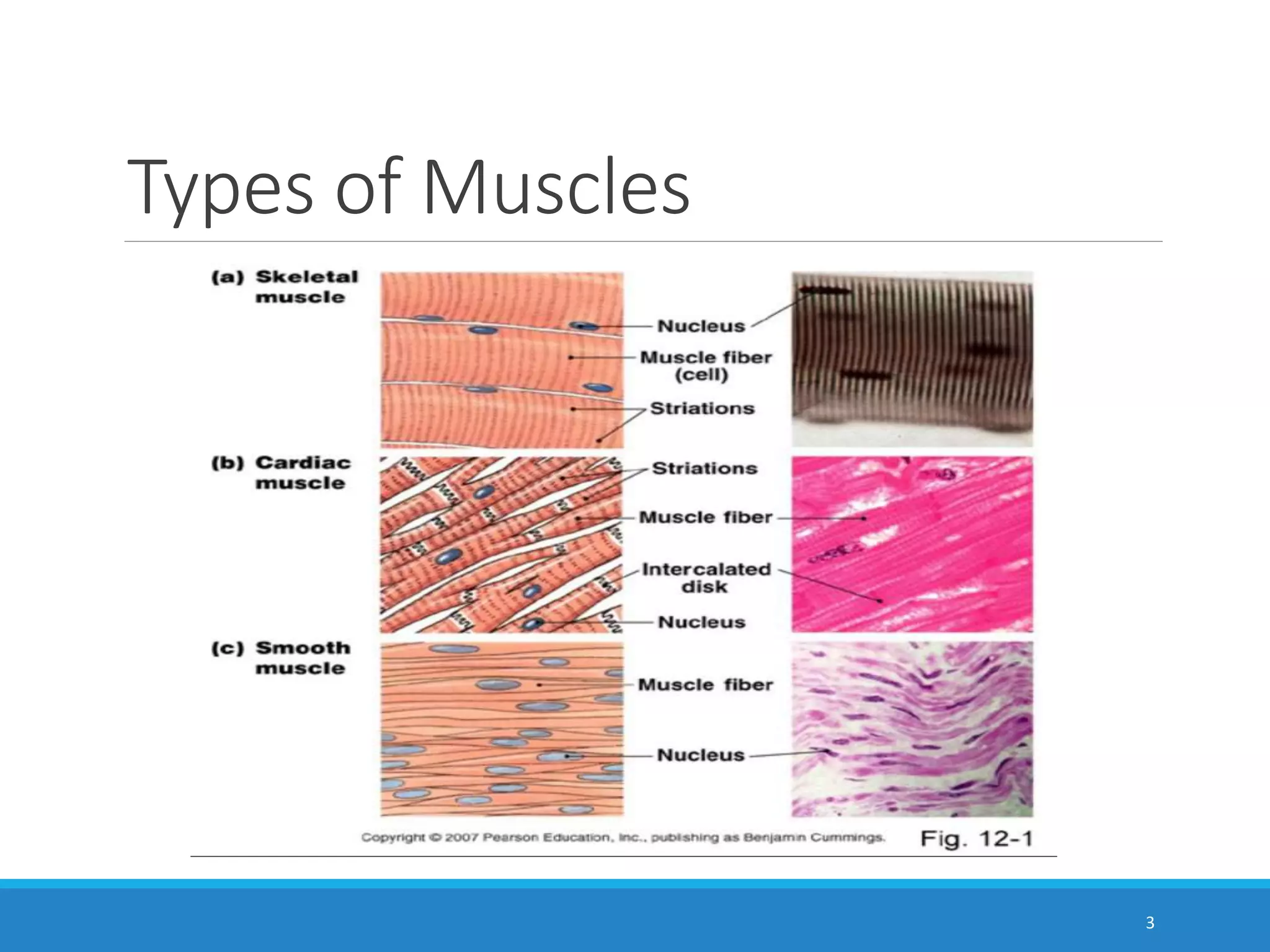 the muscular system.ppt