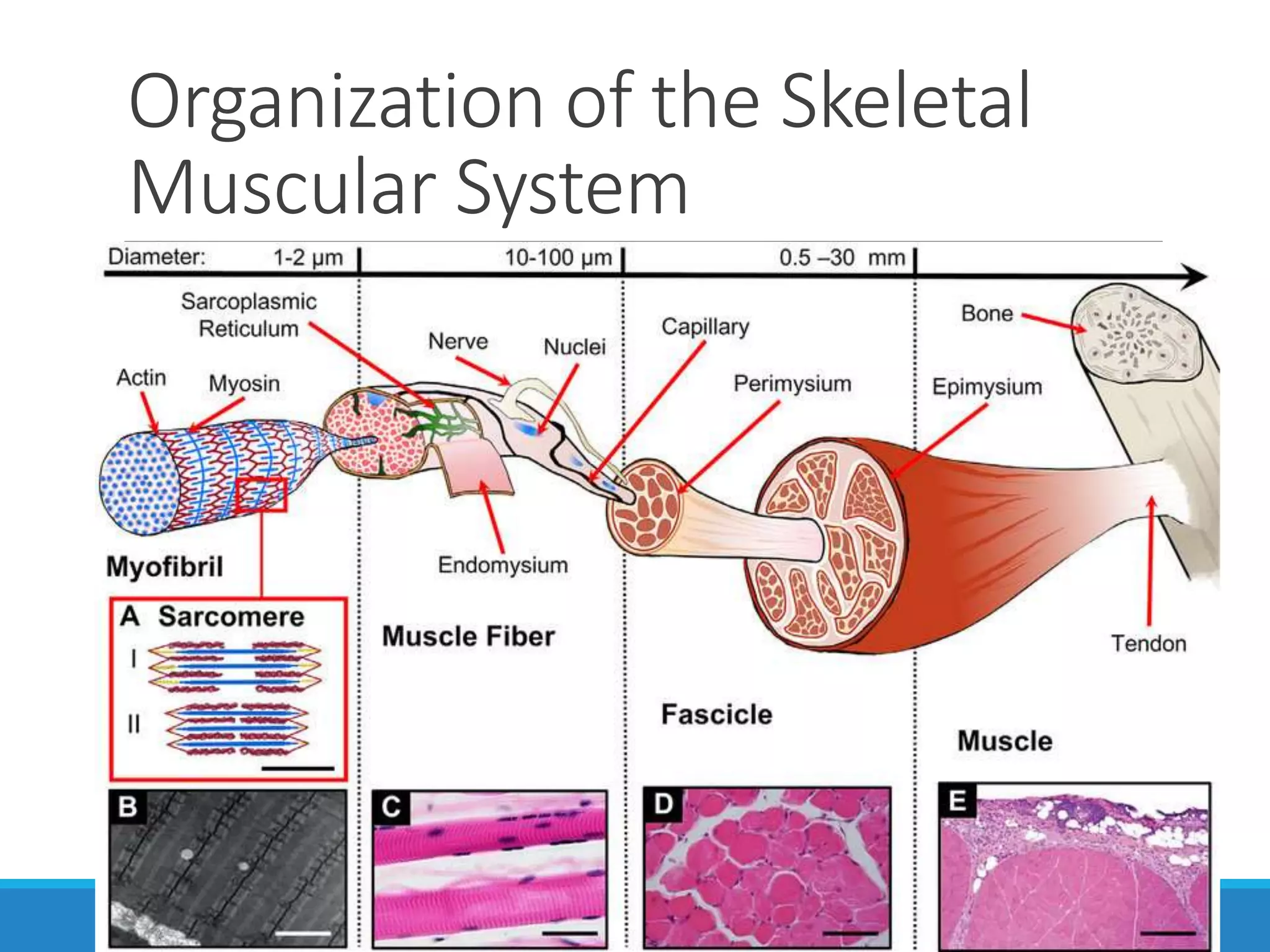 the muscular system.ppt