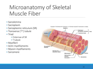the muscular system.ppt