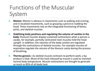 the muscular system.ppt
