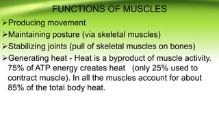 THE MUSCULAR SYSTEM.pptx