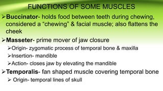 THE MUSCULAR SYSTEM.pptx