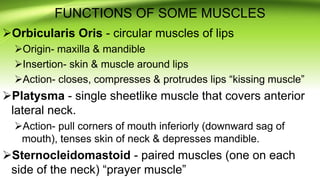 THE MUSCULAR SYSTEM.pptx