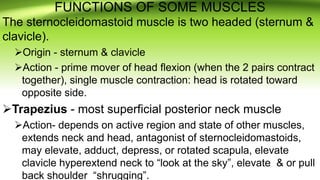 THE MUSCULAR SYSTEM.pptx