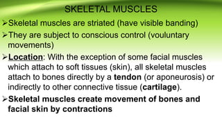THE MUSCULAR SYSTEM.pptx