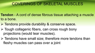 THE MUSCULAR SYSTEM.pptx