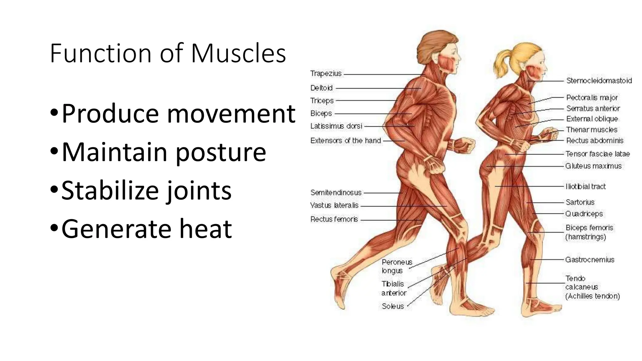 The Muscular System.pptx anatomy and human physiology | PPTX