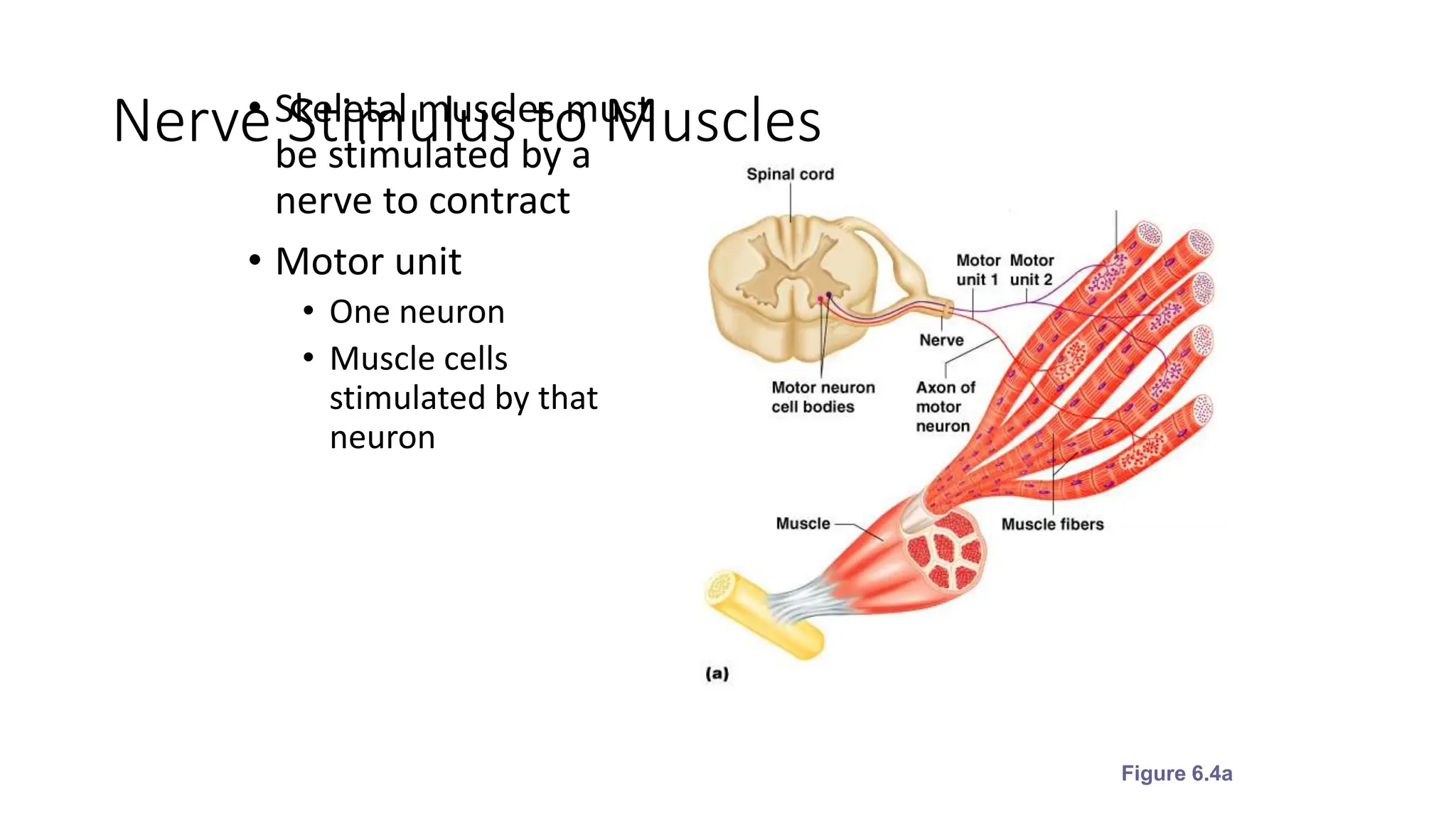 The Muscular System.pptx anatomy and human physiology | PPTX