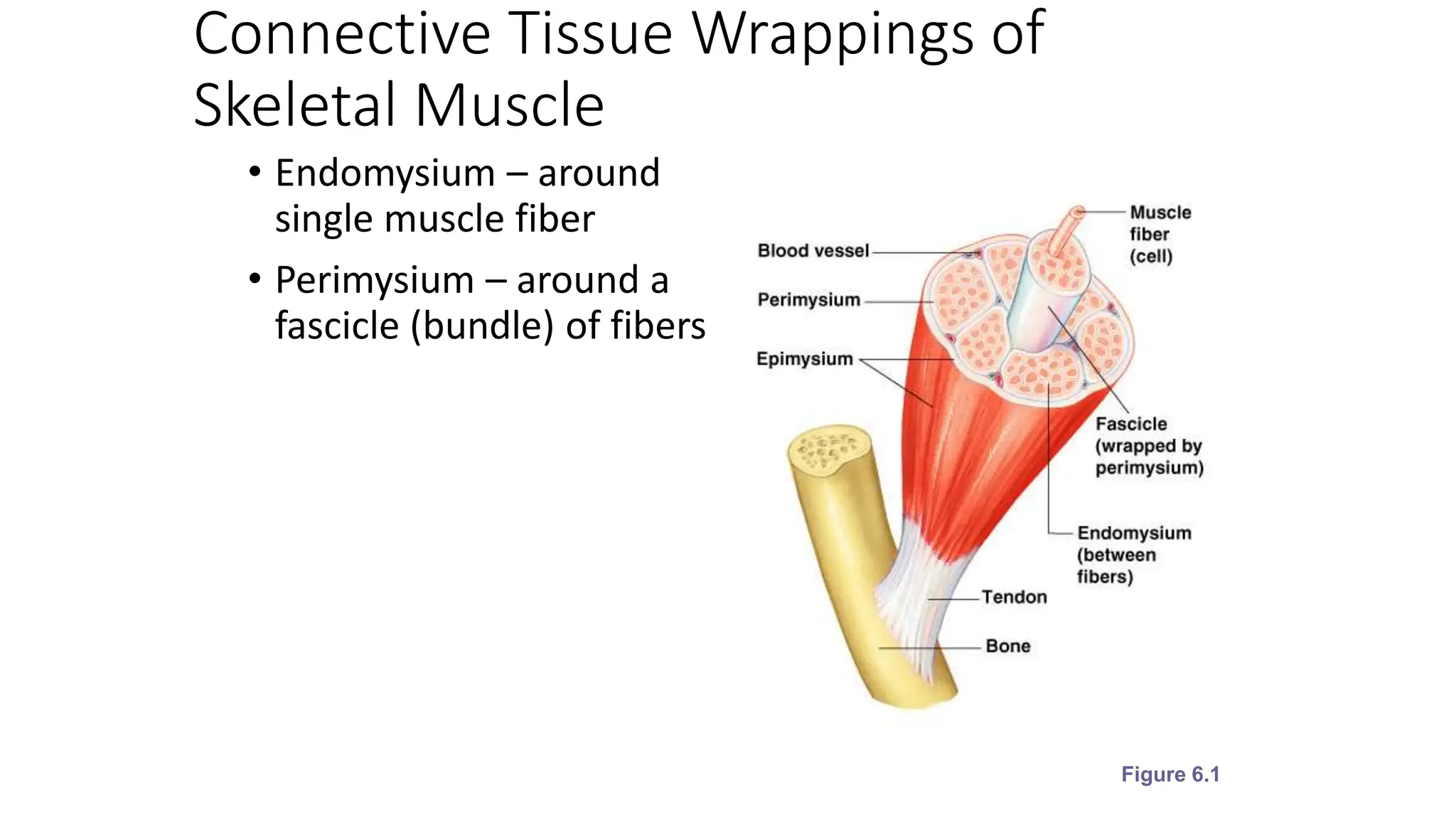 The Muscular System.pptx anatomy and human physiology | PPTX