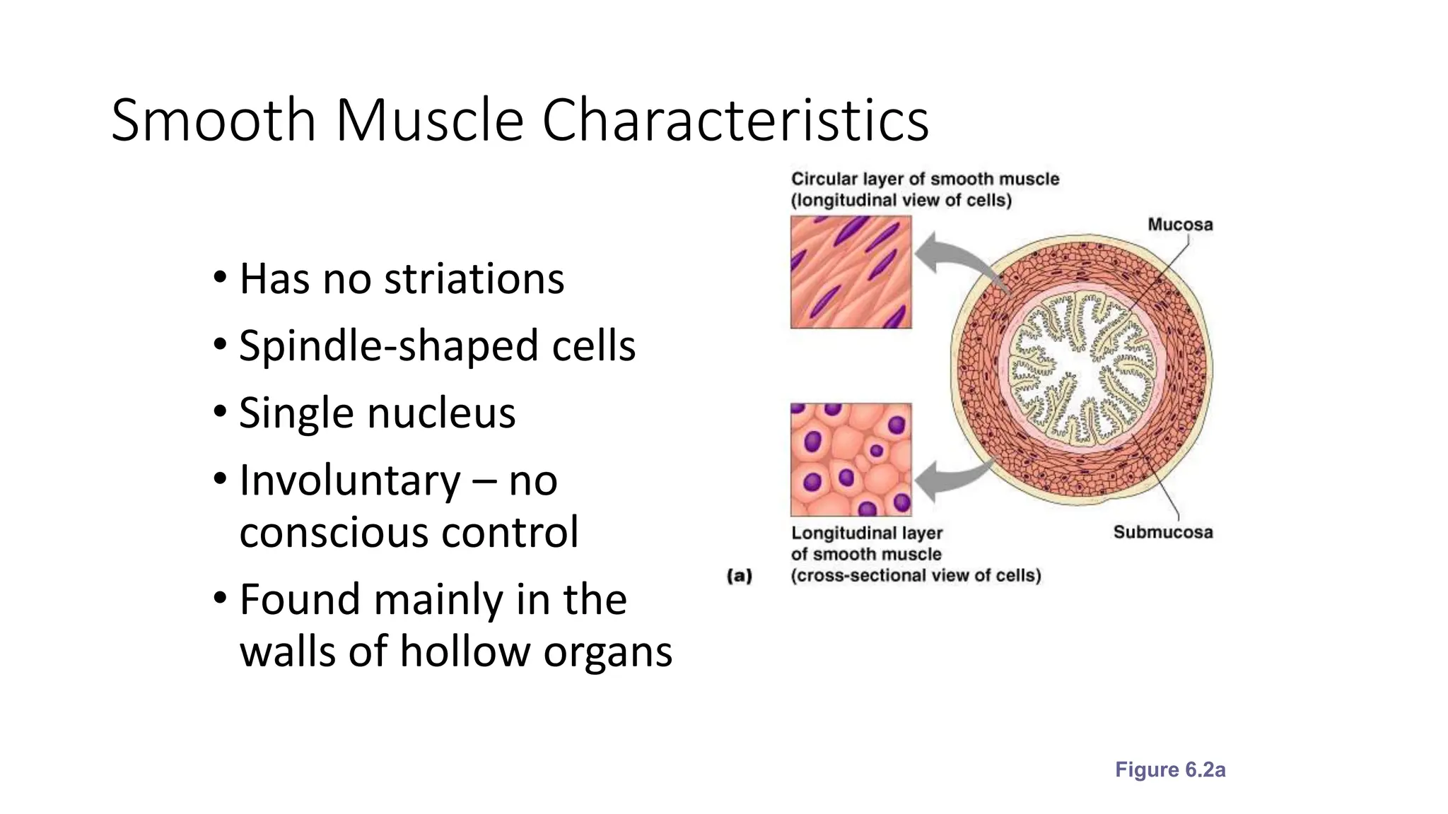 The Muscular System.pptx anatomy and human physiology | PPTX