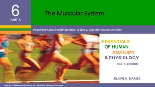 The Muscular System.pptx anatomy and human physiology | PPTX