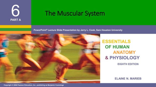 The Muscular System.pptx anatomy and human physiology | PPT