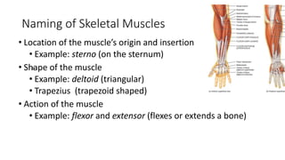 The Muscular System.pptx anatomy and human physiology | PPTX