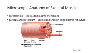 The Muscular System.pptx anatomy and human physiology | PPTX