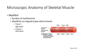 The Muscular System.pptx anatomy and human physiology | PPTX