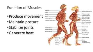 The Muscular System.pptx anatomy and human physiology | PPTX