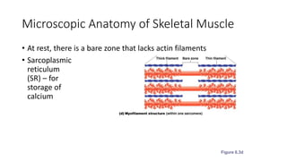 The Muscular System.pptx anatomy and human physiology | PPTX