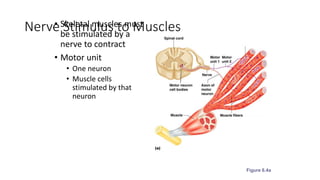 The Muscular System.pptx anatomy and human physiology | PPTX
