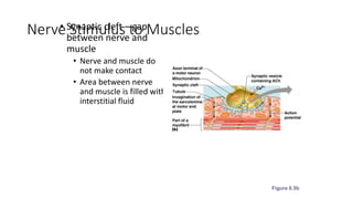 The Muscular System.pptx anatomy and human physiology | PPTX