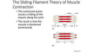 The Muscular System.pptx anatomy and human physiology | PPTX
