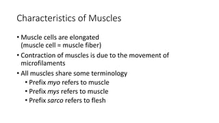The Muscular System.pptx anatomy and human physiology | PPTX