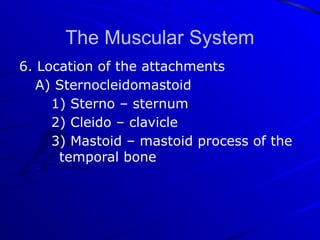 TheMuscularSystem ppt with detailed analysis | PPTX