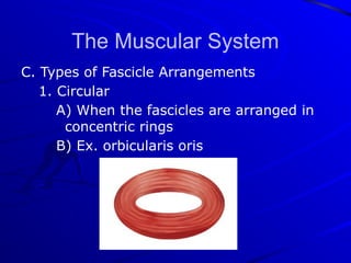 TheMuscularSystem ppt with detailed analysis | PPTX