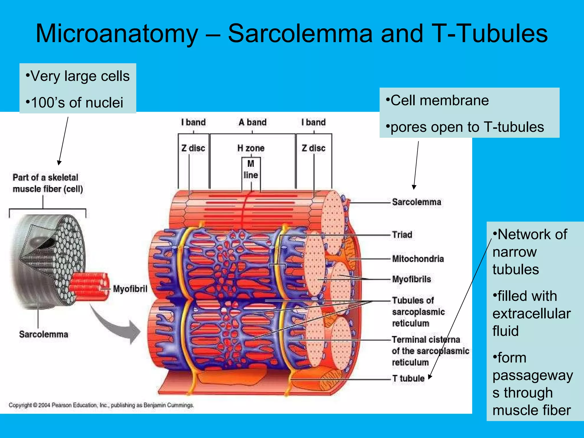 The muscular system | PPT