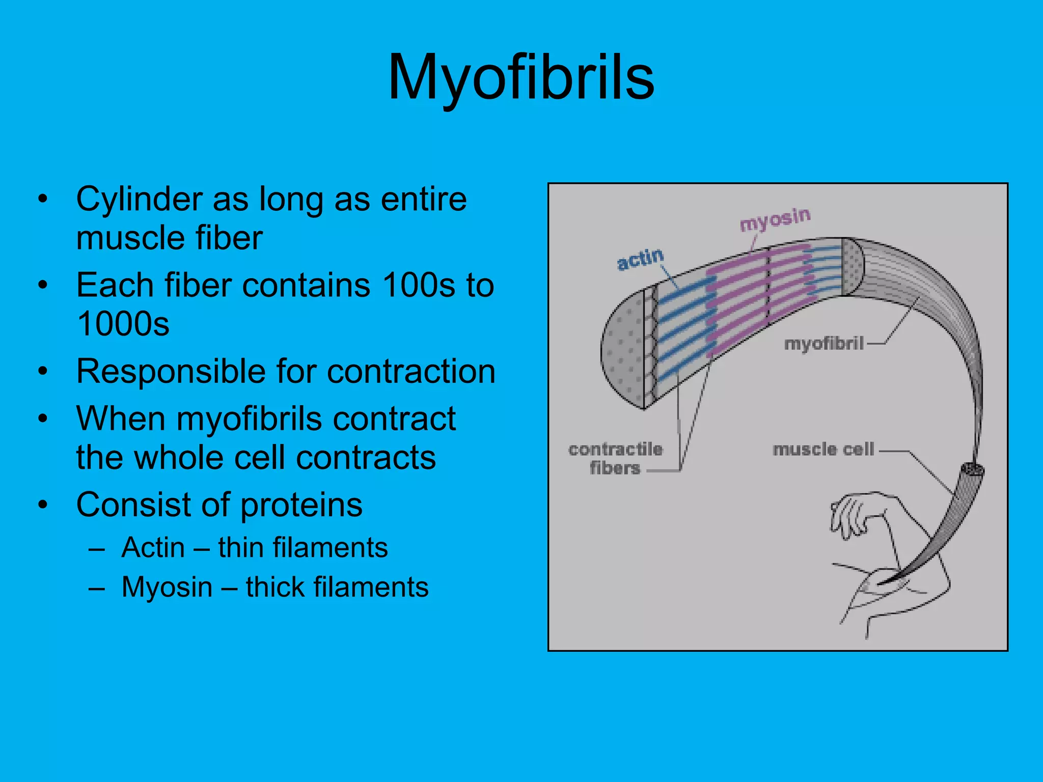 The muscular system | PPT