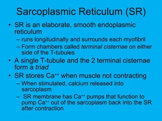 The muscular system | PPT