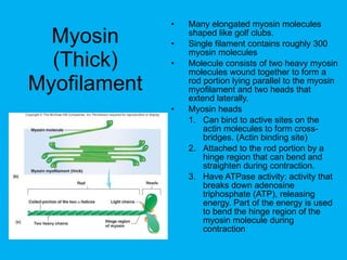 The muscular system | PPT