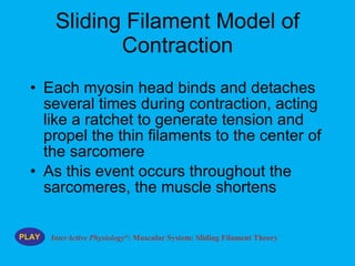 The muscular system | PPT