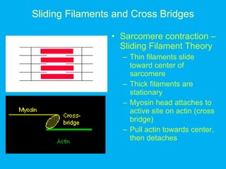 The muscular system | PPT
