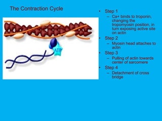 The muscular system | PPT