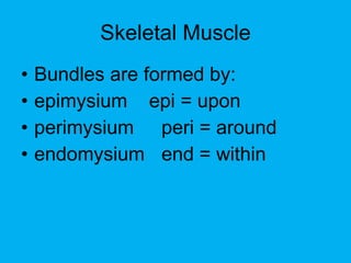 The muscular system | PPT