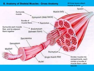 The muscular system | PPT