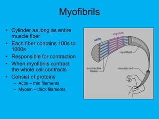 The muscular system | PPT