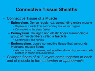 The muscular system | PPT