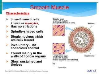 the muscular system 6 (1).docx