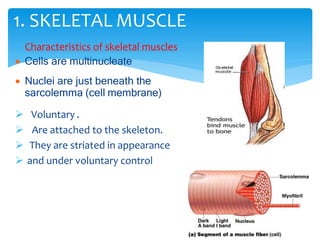 the muscular system 6 (1).docx