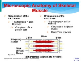 the muscular system 6 (1).docx
