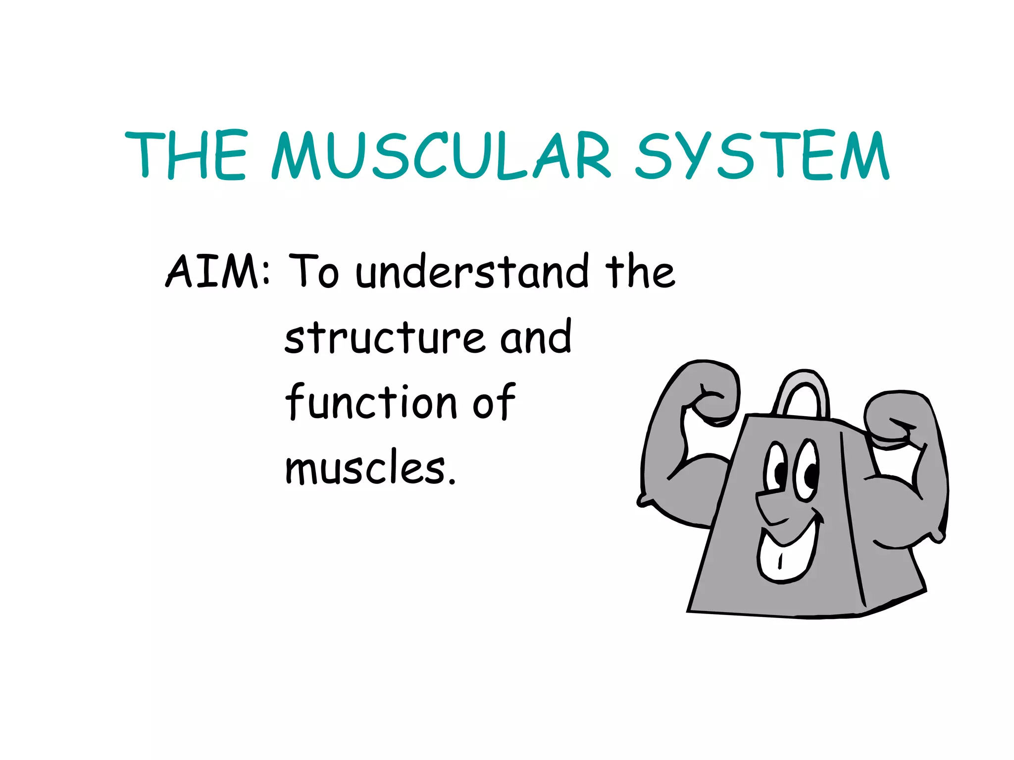 The muscular system | PPT