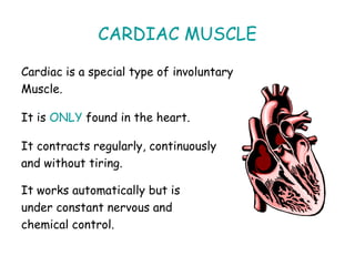 The muscular system | PPT