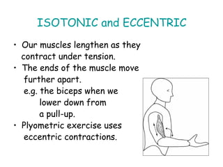 The muscular system | PPT