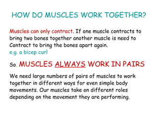 The muscular system | PPT