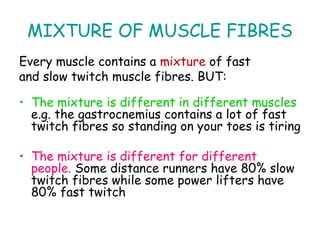 The muscular system | PPT