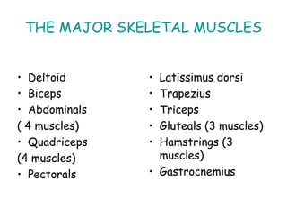 The muscular system | PDF