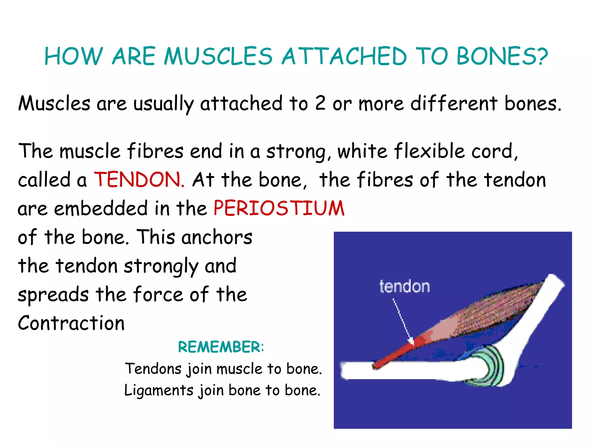 The muscular system powerpoint | PPT